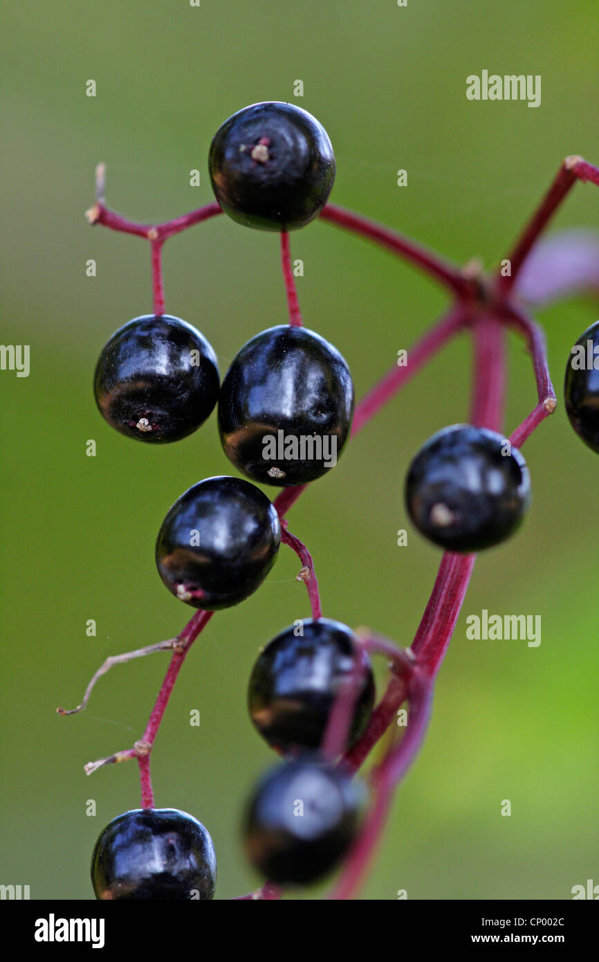 Mature elder tree sambucus nigra immagini e fotografie stock ad alta ...