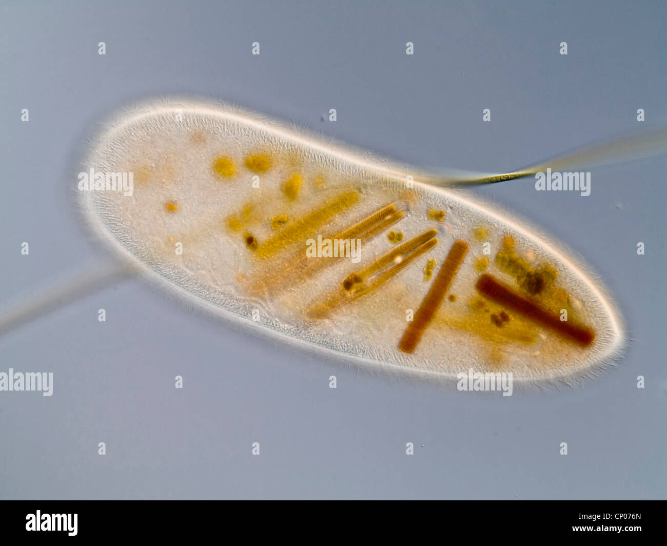 Protozoi ciliati immagini e fotografie stock ad alta risoluzione - Alamy