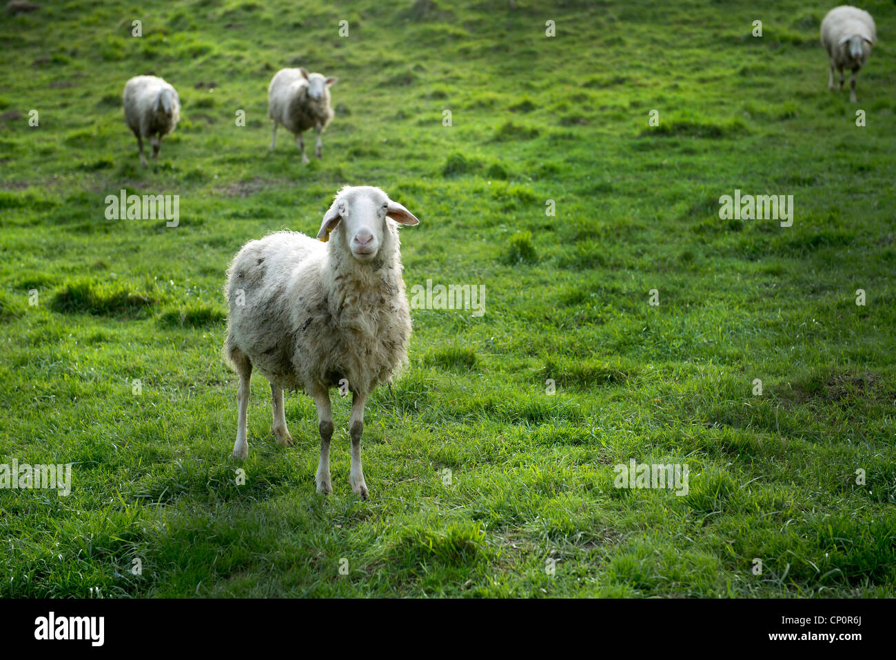 Pastore con gregge di pecore domestiche immagini e fotografie stock ad ...