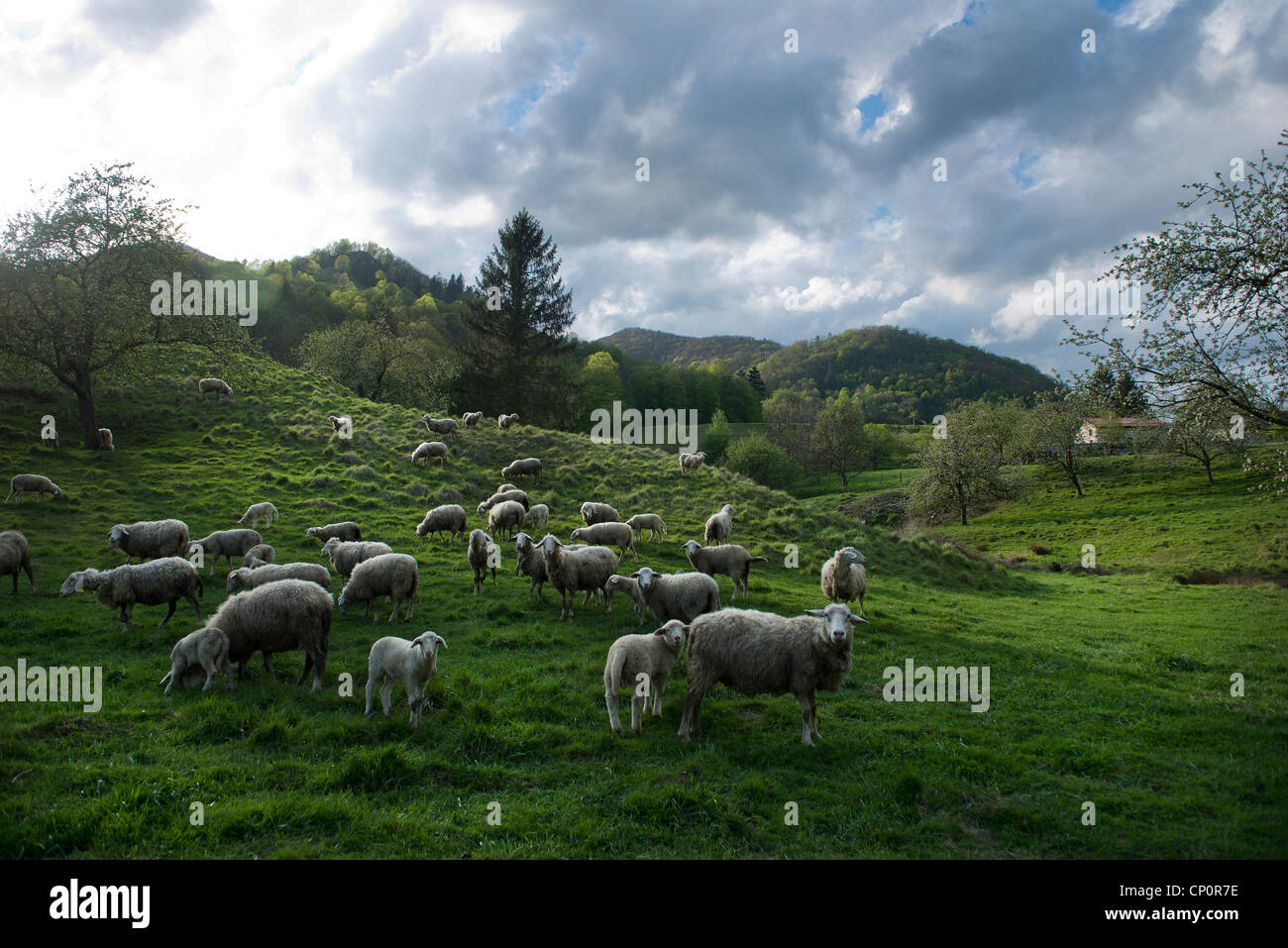 Pastore con gregge di pecore domestiche immagini e fotografie stock ad ...