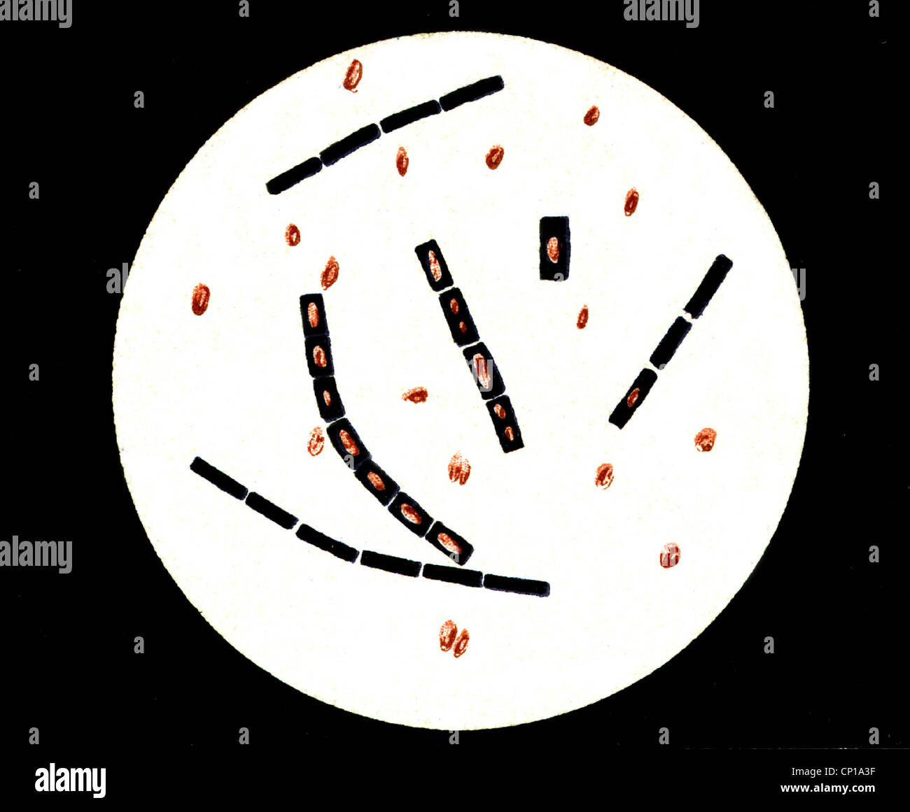 Medicina, pandemia malattia, antrace, patogeno, bacillus anthracis ...