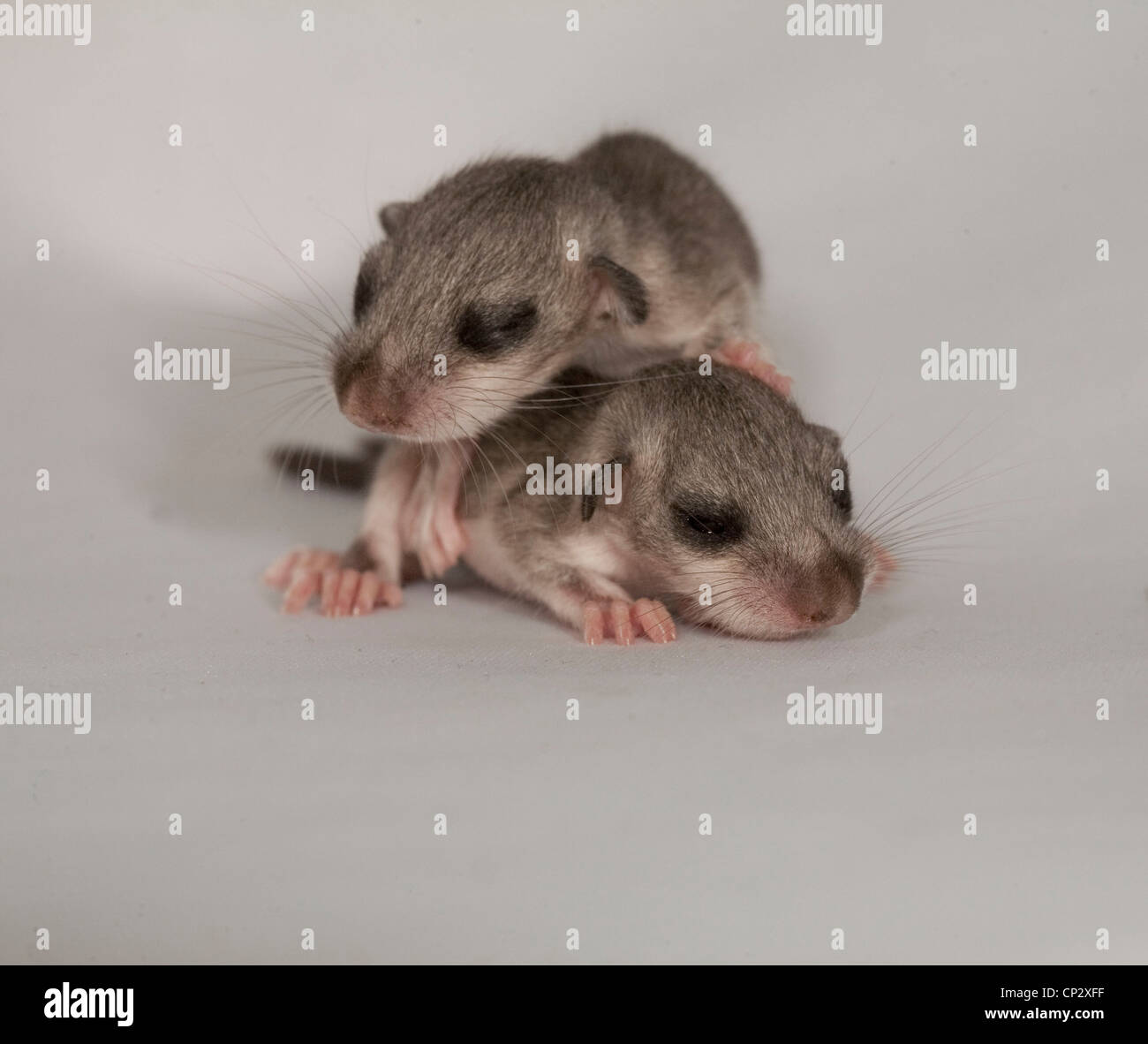 Ghiro commestibile immagini e fotografie stock ad alta risoluzione - Alamy