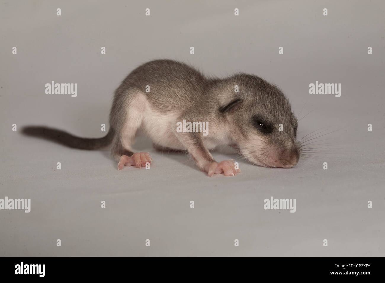 Ghiro commestibile immagini e fotografie stock ad alta risoluzione - Alamy
