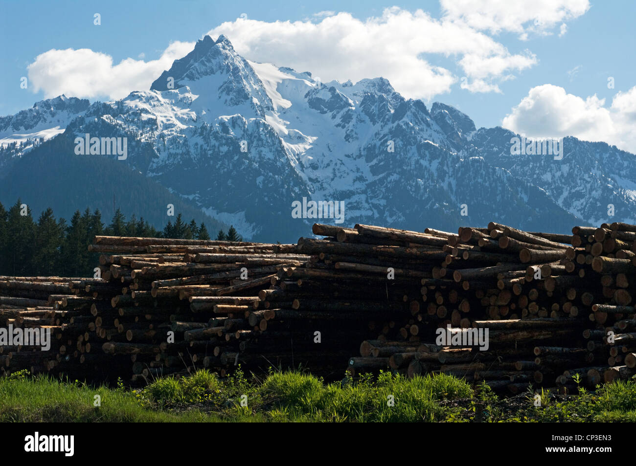 Log logs logging timber immagini e fotografie stock ad alta risoluzione ...