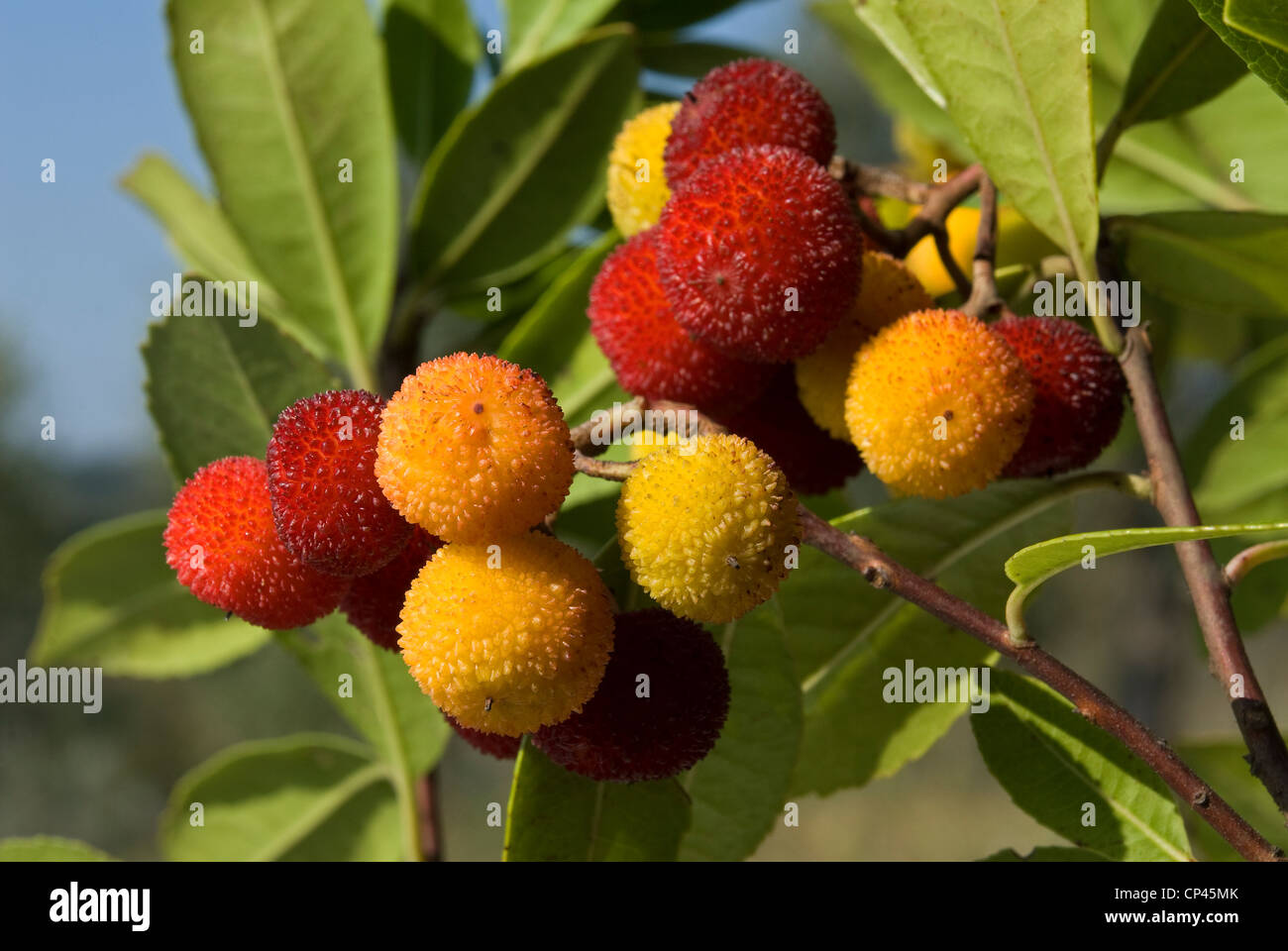 Corbezzolo Unedo Immagini e Fotos Stock - Alamy