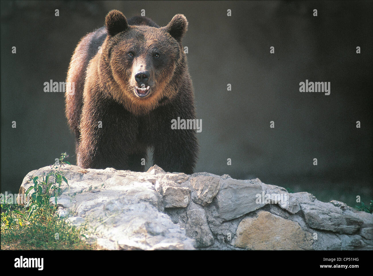 Orso marsicano immagini e fotografie stock ad alta risoluzione - Alamy