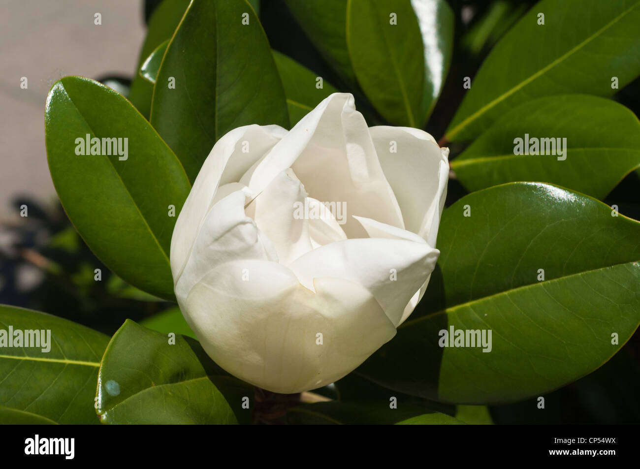 Bianco fiore in fiore di Magnolia grandiflora, southern magnolia, bull ...