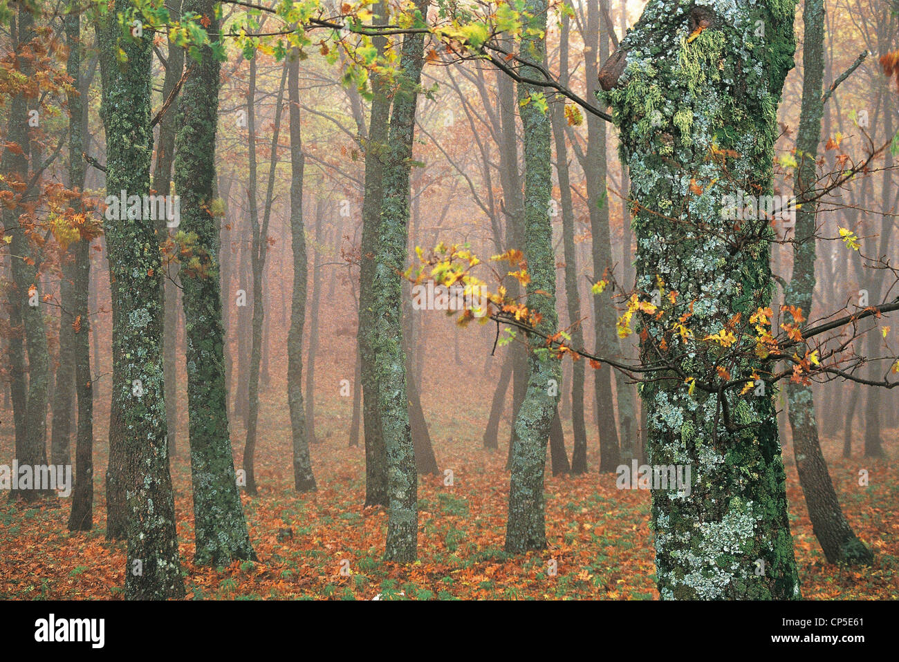 Querce comuni immagini e fotografie stock ad alta risoluzione - Alamy