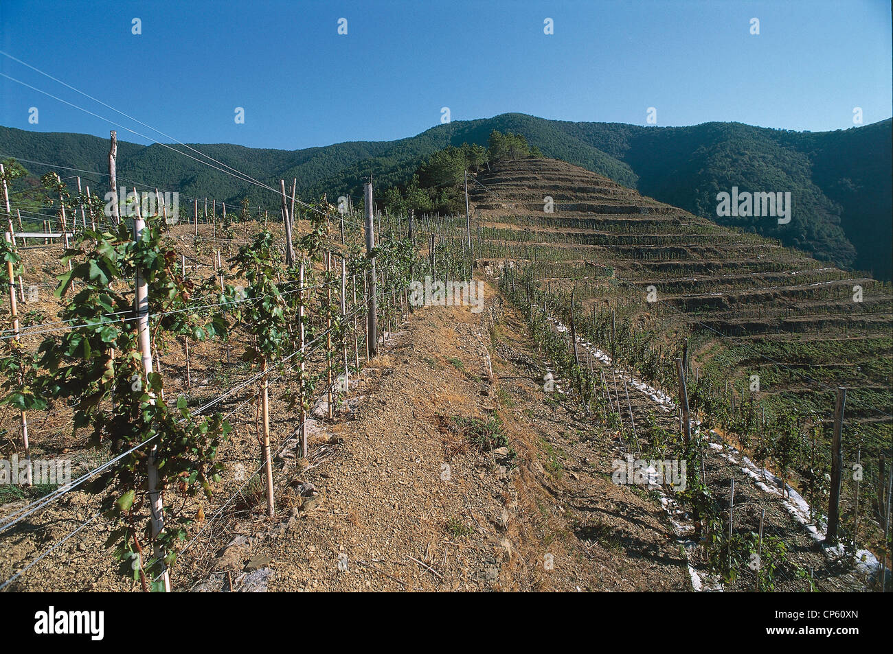 Liguria - Parco Nazionale delle Cinque Terre - Sanguinello borgo di ...
