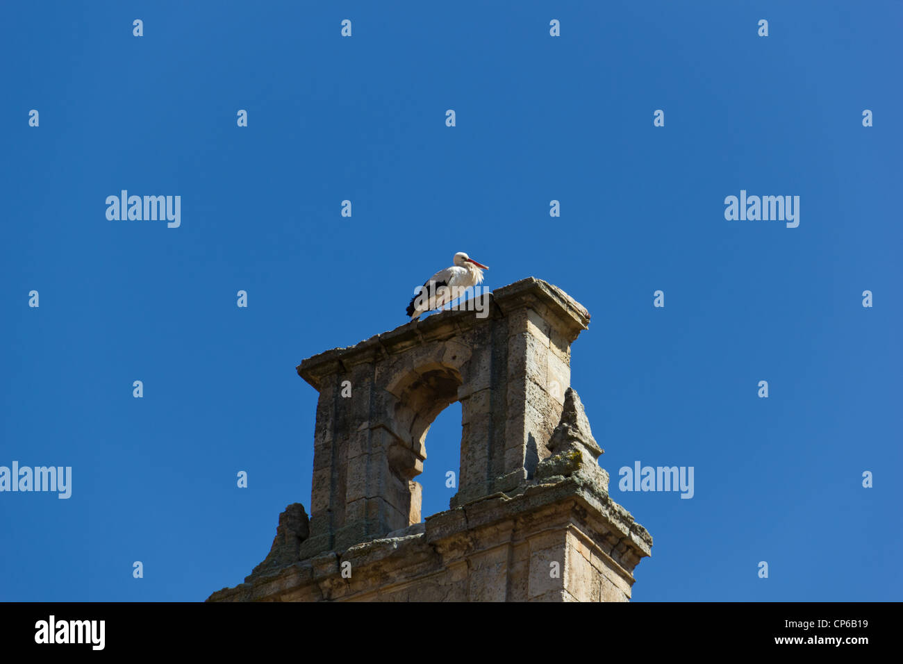 Cicogna blu immagini e fotografie stock ad alta risoluzione - Alamy