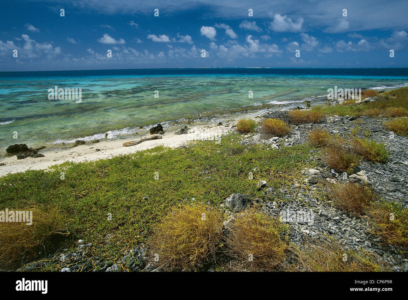 Venezuela - Nueva Esparta - Islas Las Aves (Arcipelago Las Aves) - Aves ...