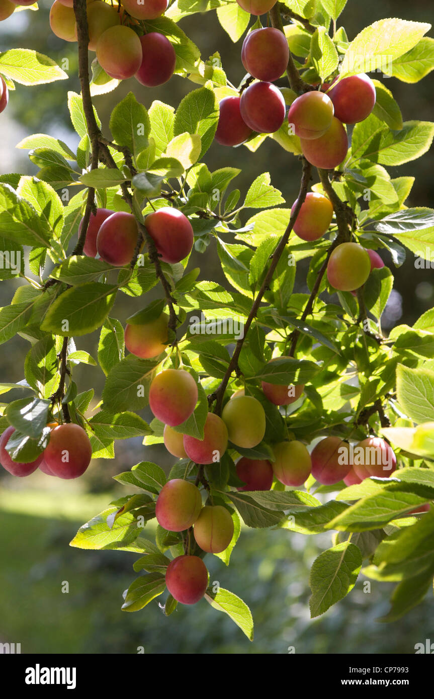 Prunus domestica immagini e fotografie stock ad alta risoluzione - Alamy