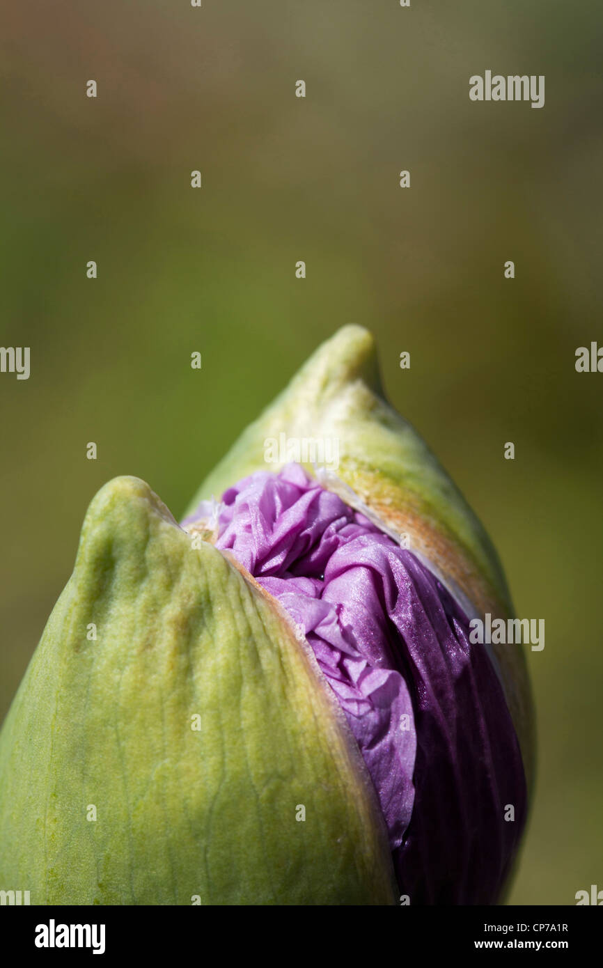 Opium poppy papaver somniferum bud immagini e fotografie stock ad alta ...