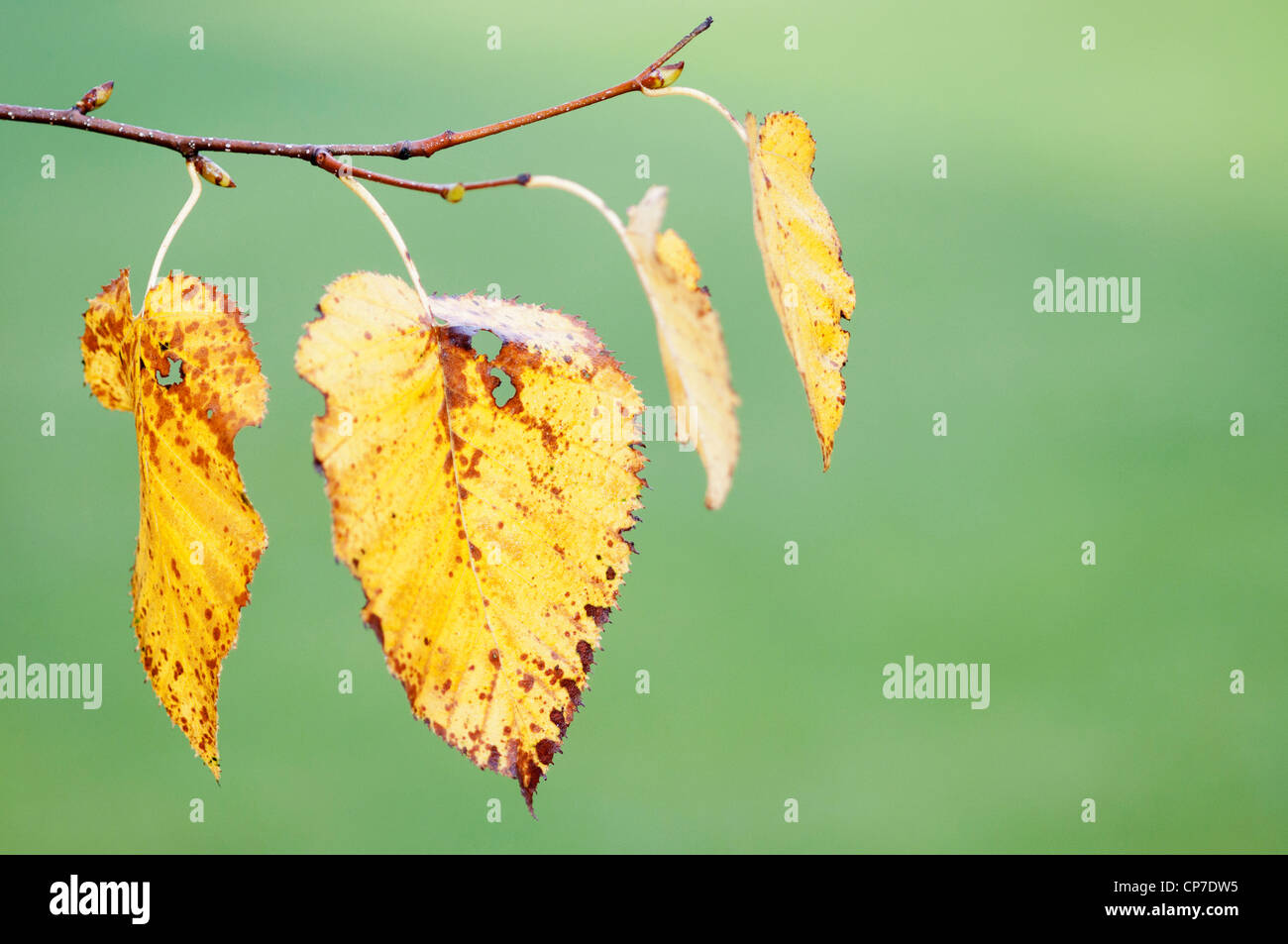 Betulla argentea piangente immagini e fotografie stock ad alta ...