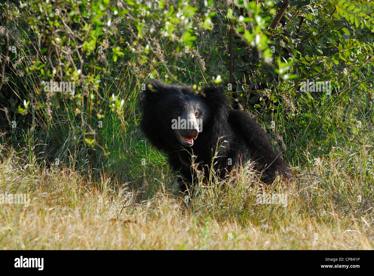 Melursus ursinus ursinus immagini e fotografie stock ad alta ...