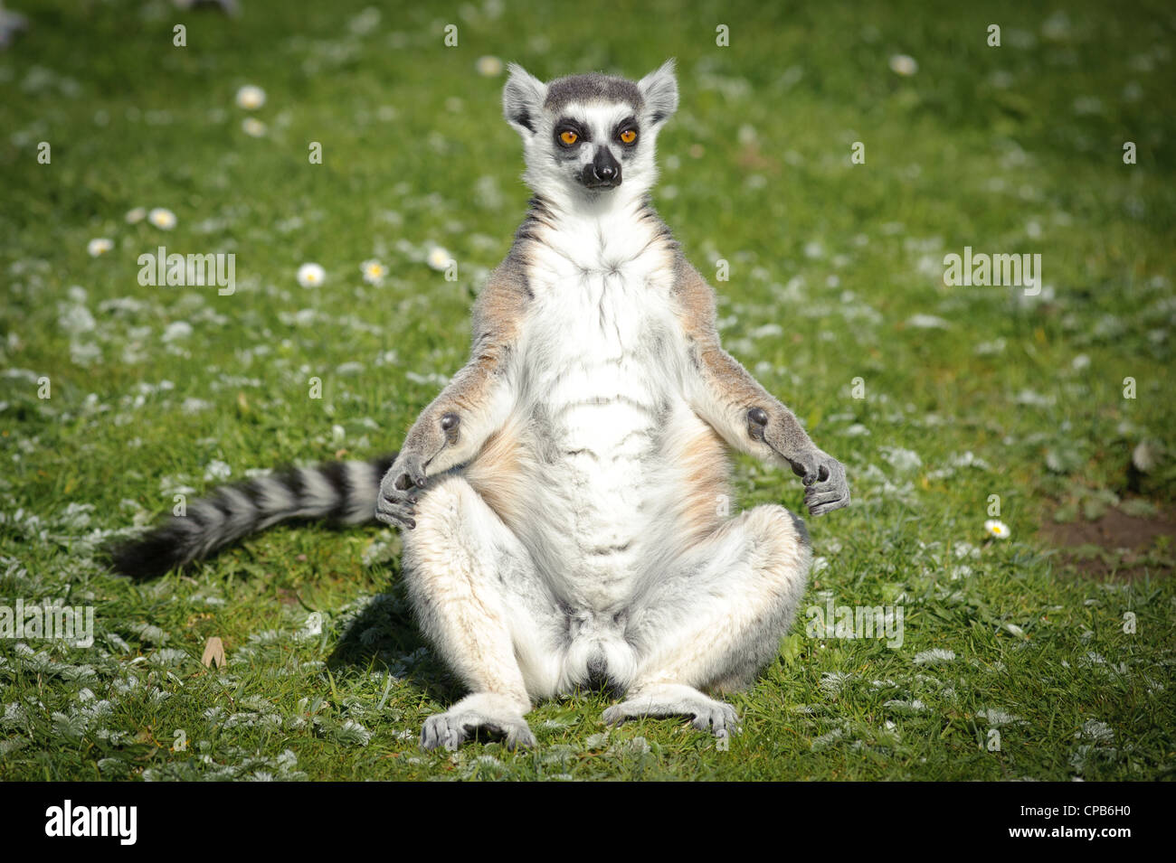 Mani di lemure immagini e fotografie stock ad alta risoluzione - Alamy