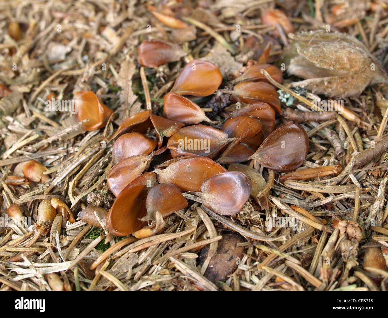 Seme di faggio immagini e fotografie stock ad alta risoluzione - Alamy