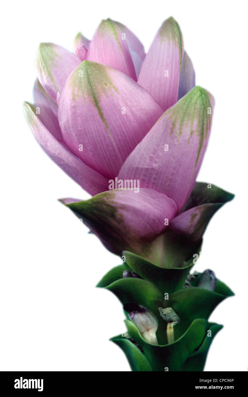 Turmeric curcuma longa flower immagini e fotografie stock ad alta ...