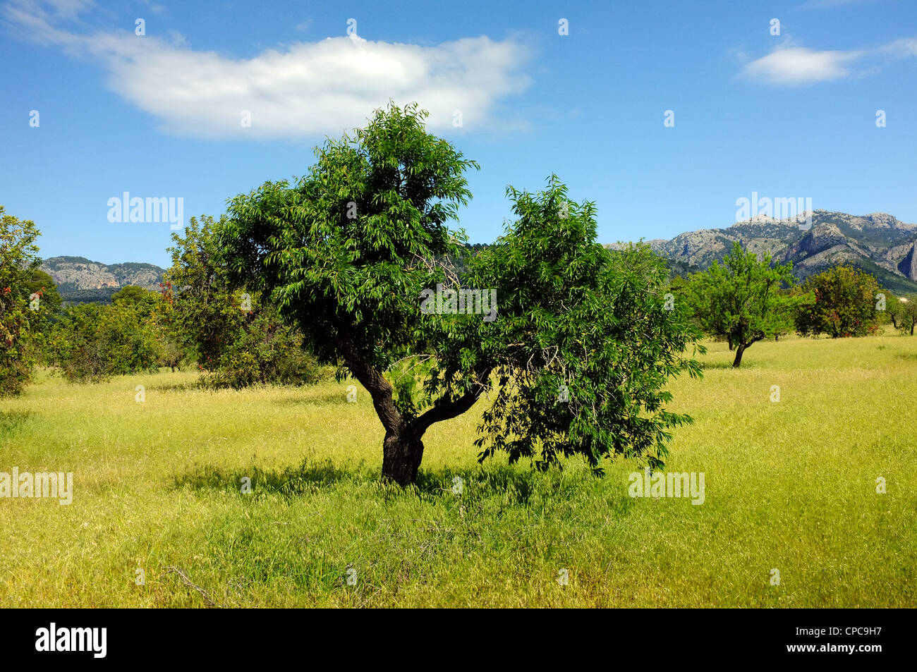 Albero di noce immagini e fotografie stock ad alta risoluzione - Alamy