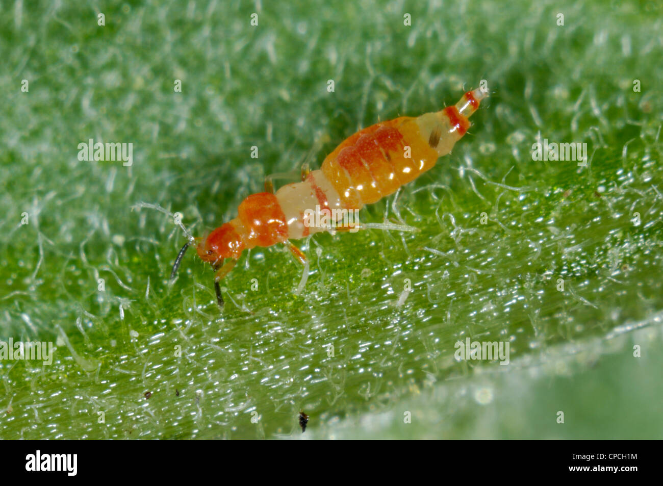 Tripide predatori (Franklinothrips vespiformis) larva Foto stock - Alamy