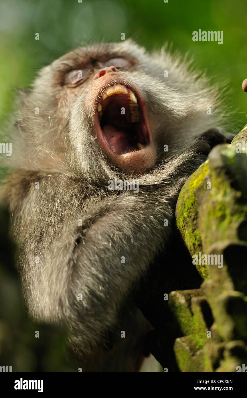 Asia scimmie scimmie mammifero mammiferi animali animali roberto nistri ...