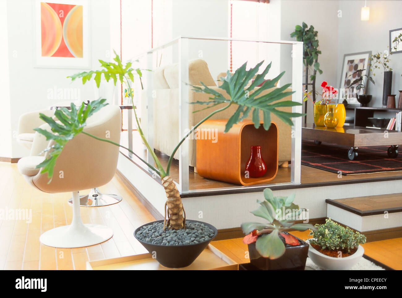 Piante da casa immagini e fotografie stock ad alta risoluzione - Alamy