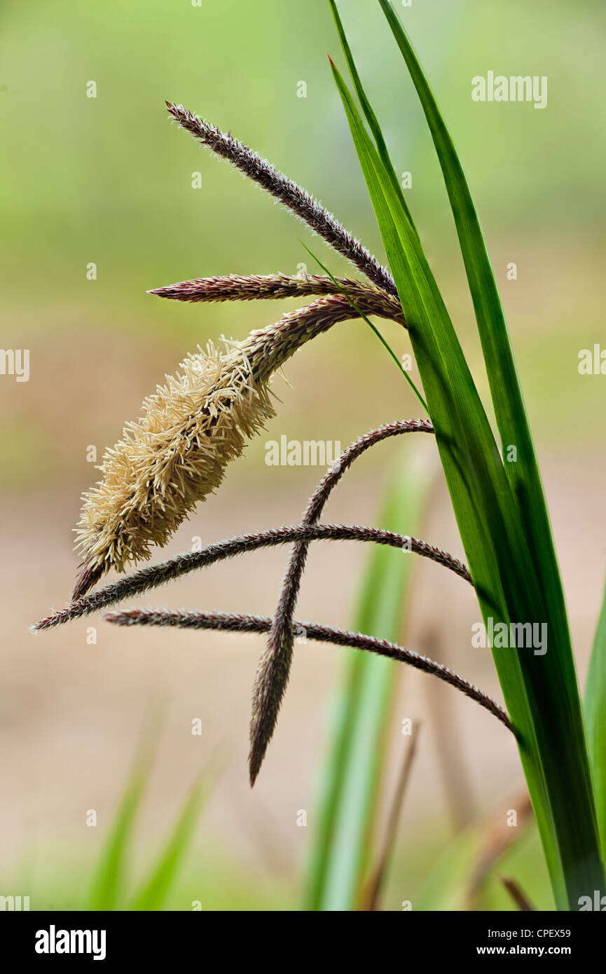 Pendula carex pendula immagini e fotografie stock ad alta risoluzione ...