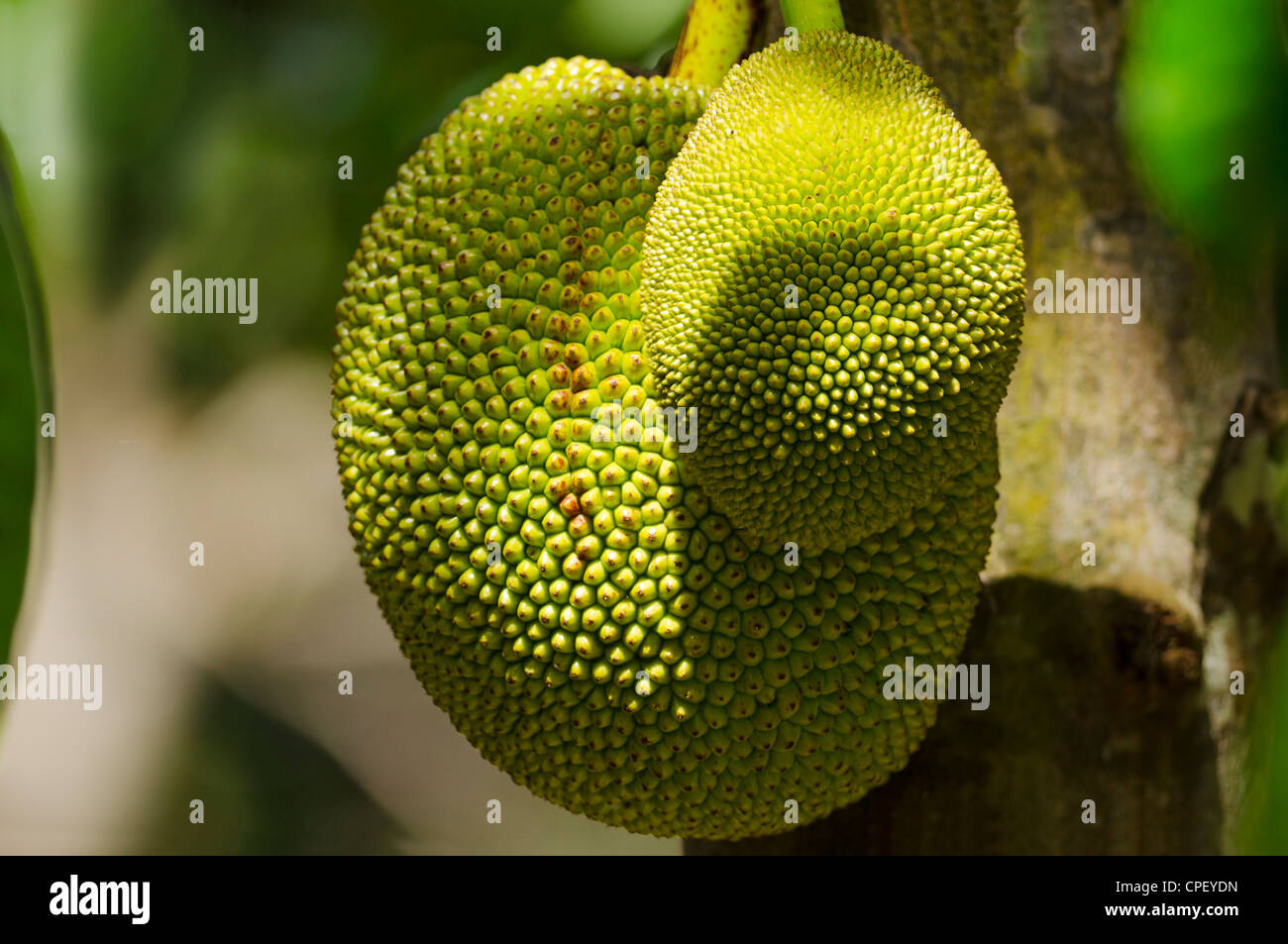 Albero del pane con frutto artocarpus altilis immagini e fotografie ...