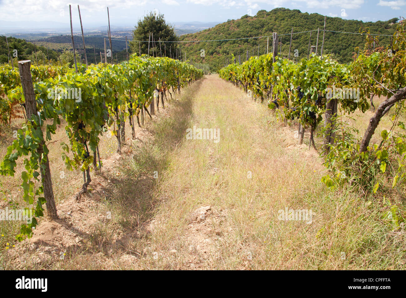 Vigneto in toscana immagini e fotografie stock ad alta risoluzione - Alamy