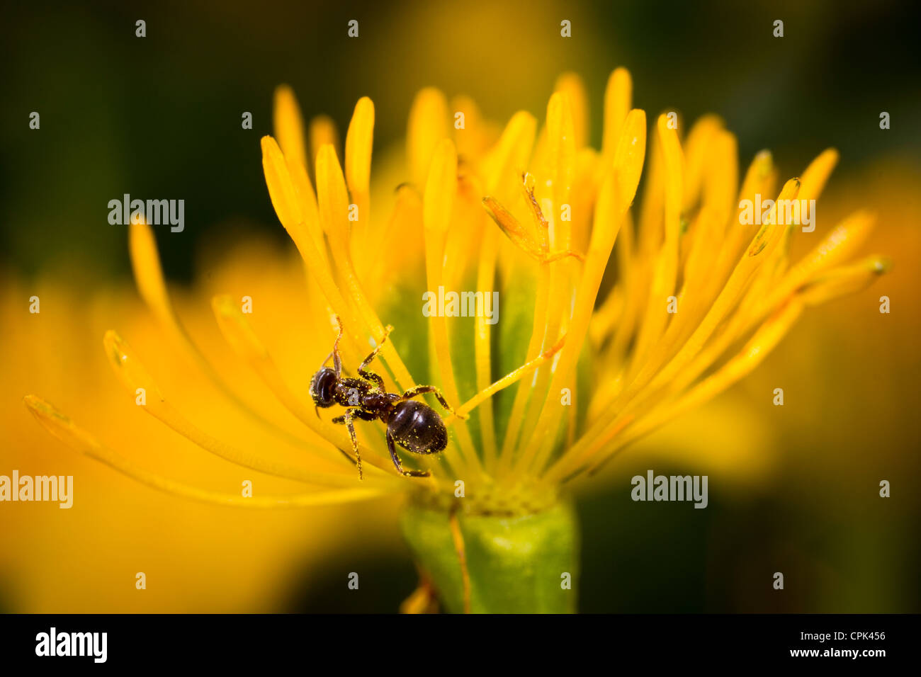 Come la formica immagini e fotografie stock ad alta risoluzione - Alamy