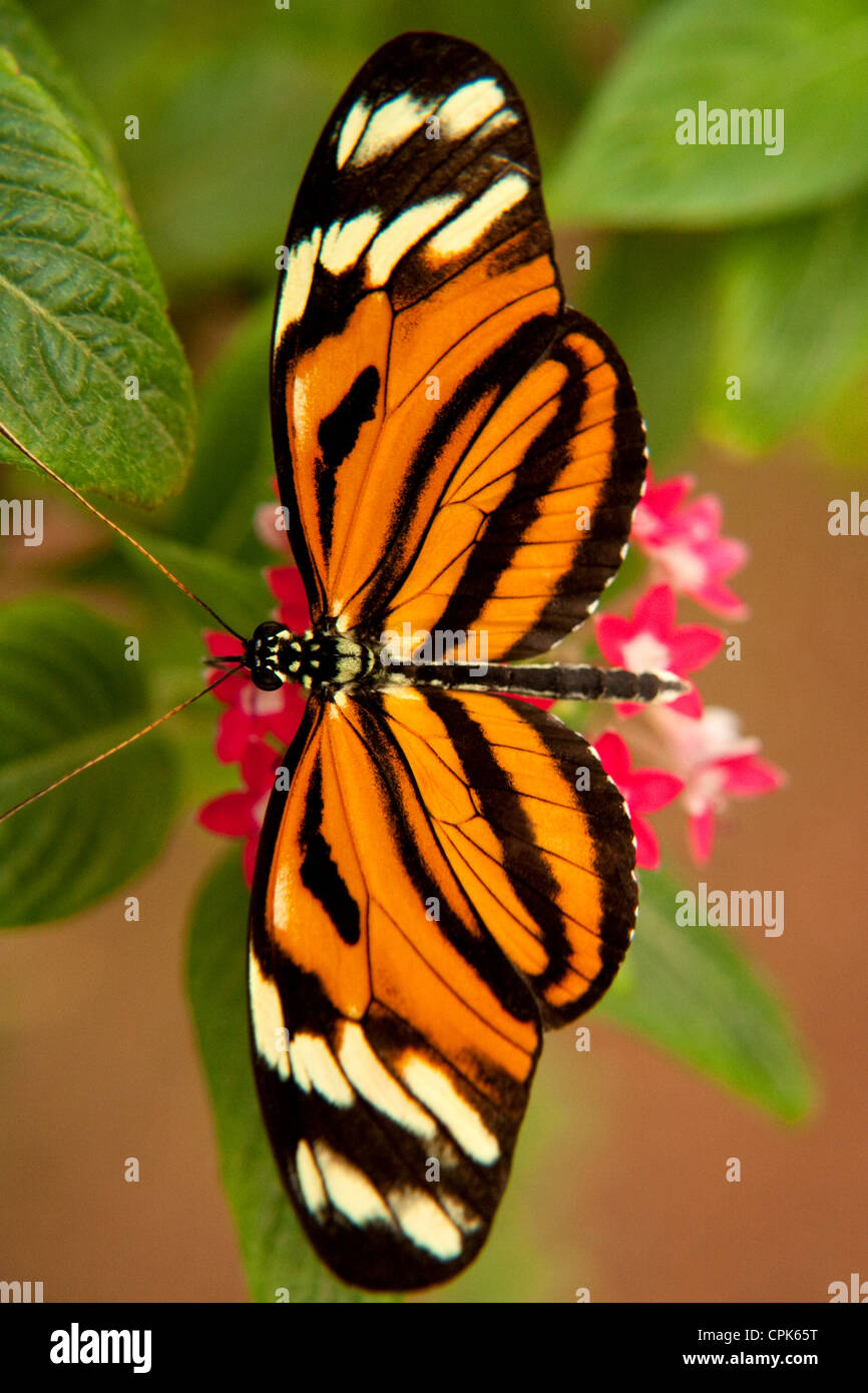 Numata longwing immagini e fotografie stock ad alta risoluzione - Alamy