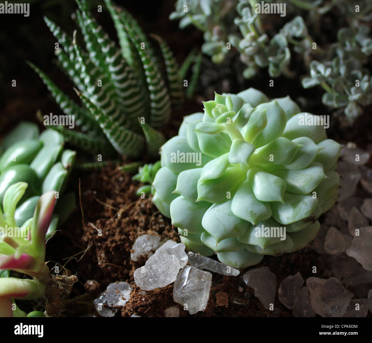 Piante di terrario immagini e fotografie stock ad alta risoluzione - Alamy