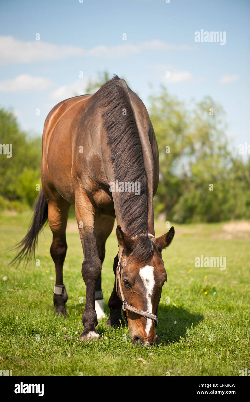 Cavallo al pascolo immagini e fotografie stock ad alta risoluzione - Alamy