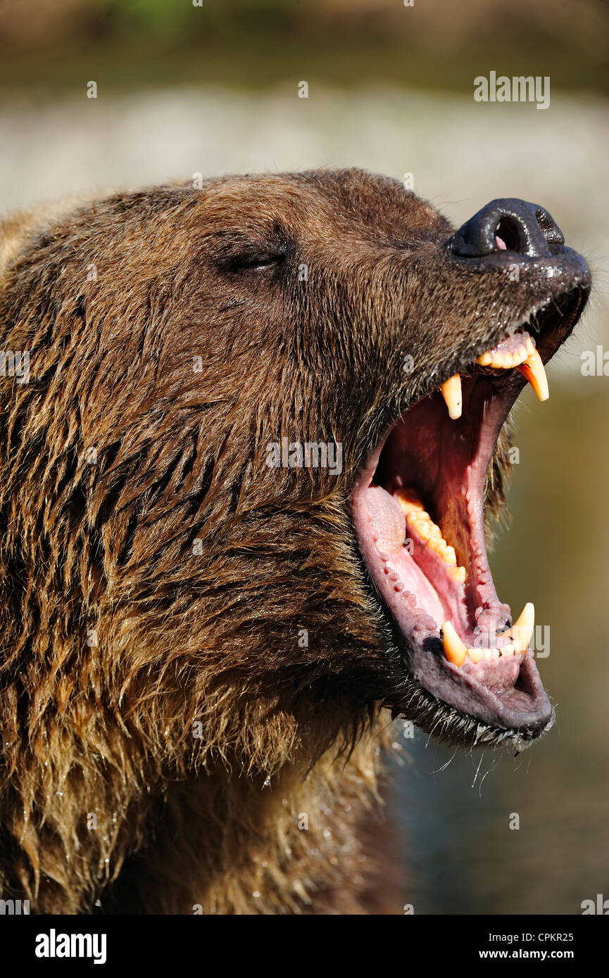 Orso grizzly arrabbiato immagini e fotografie stock ad alta risoluzione ...