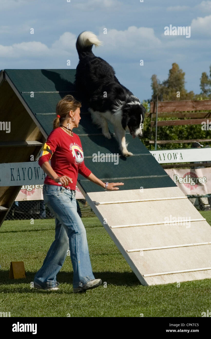 Italia orizzontale roberto nistri cani immagini e fotografie stock ad ...