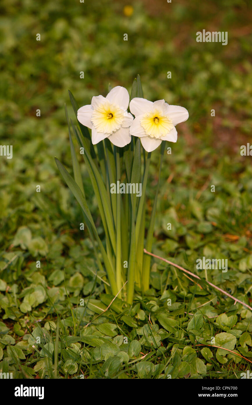 Teste di narciso immagini e fotografie stock ad alta risoluzione - Alamy