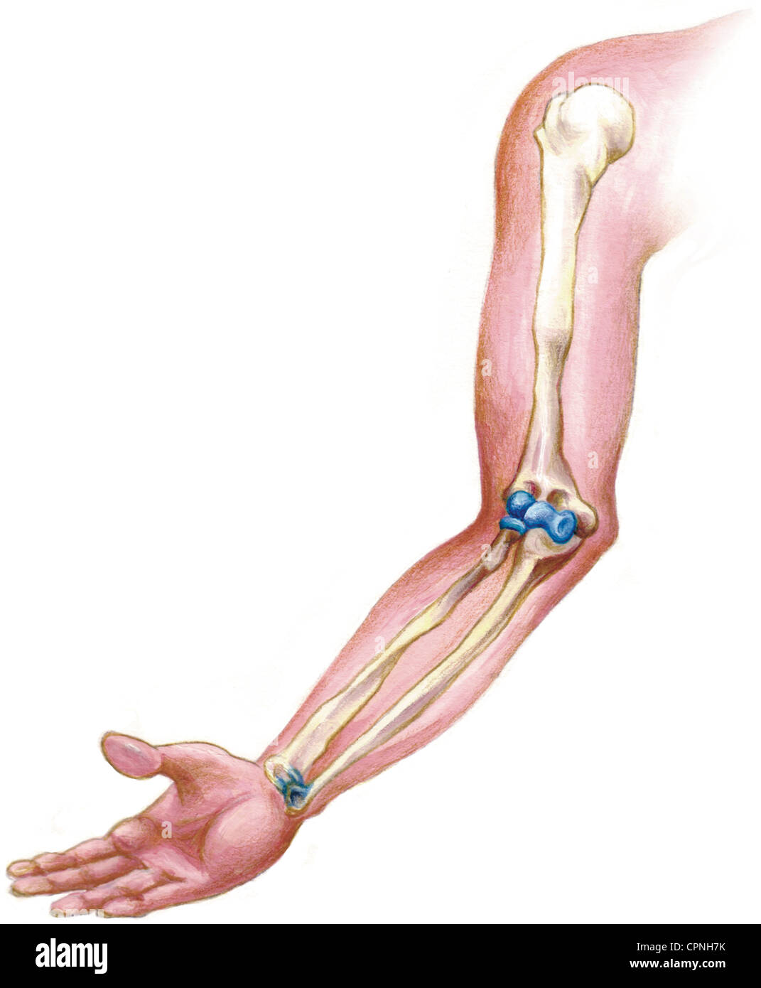 Anatomia del braccio immagini e fotografie stock ad alta risoluzione ...