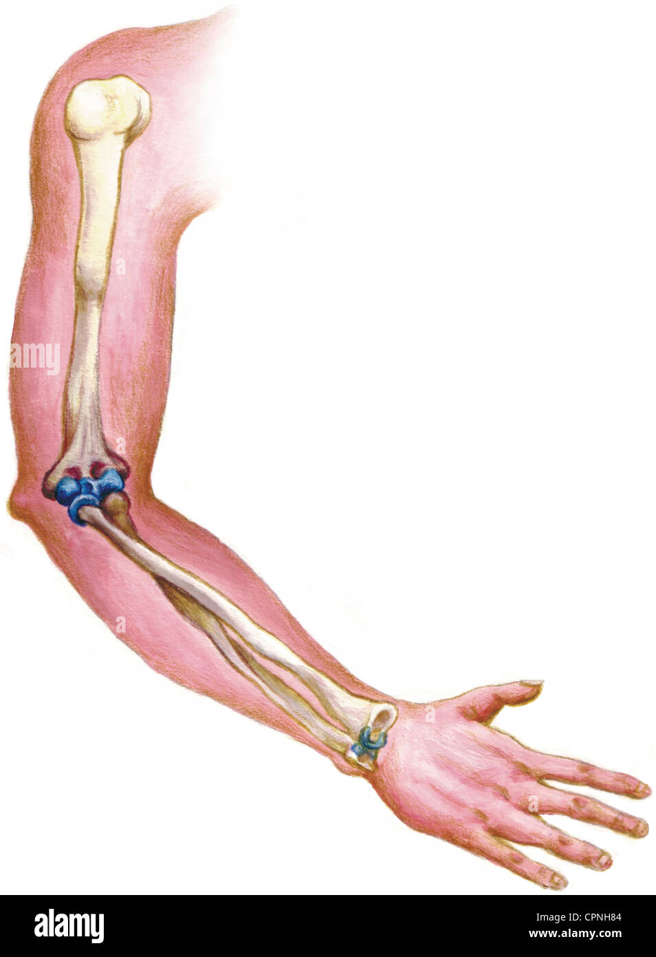 Anatomia del braccio immagini e fotografie stock ad alta risoluzione ...