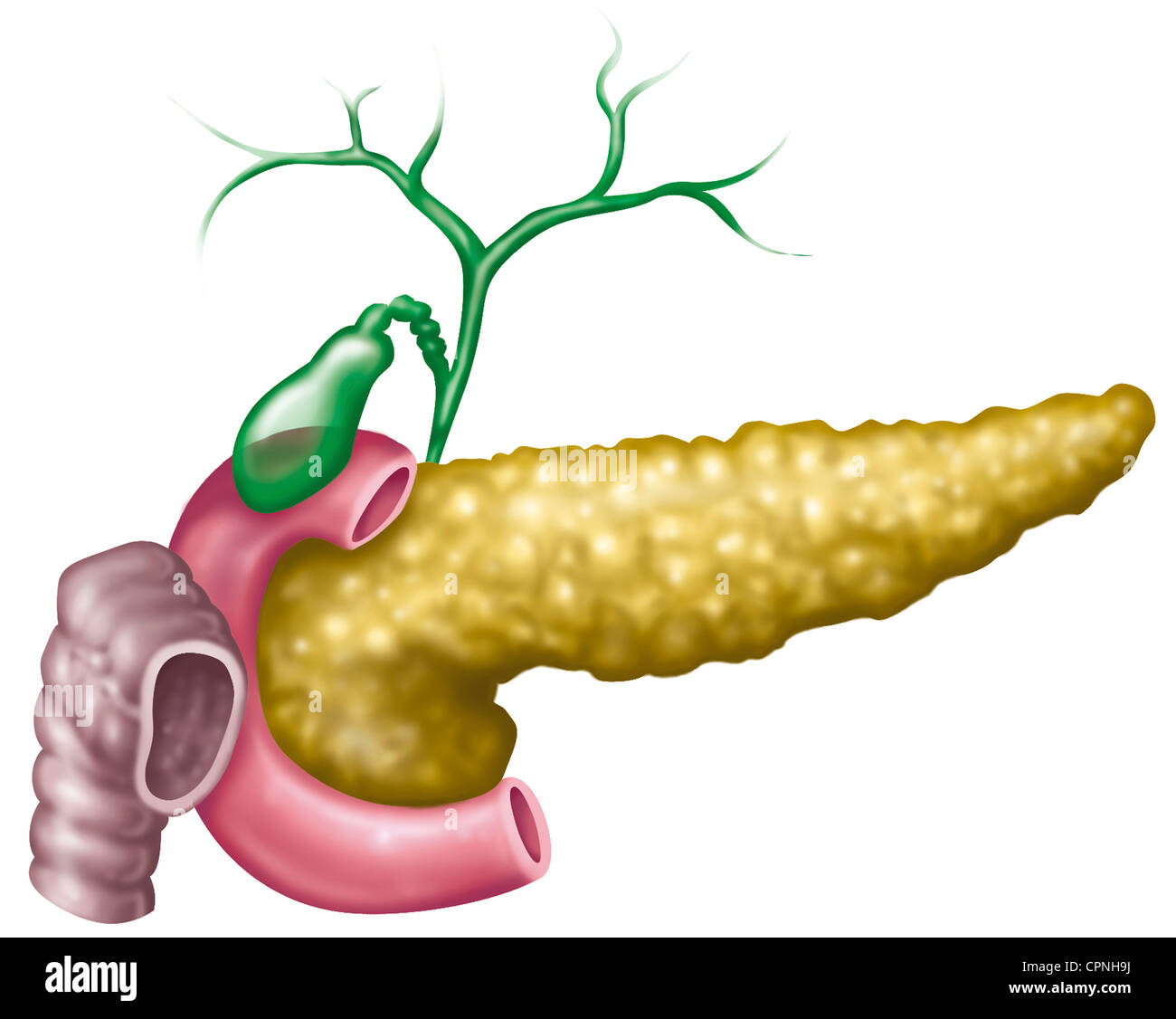 Pancreas drawing immagini e fotografie stock ad alta risoluzione ...
