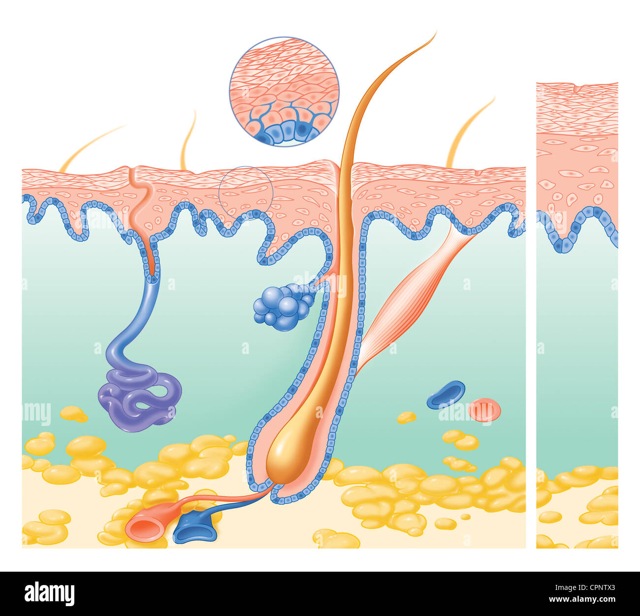 La pelle anatomia immagini e fotografie stock ad alta risoluzione - Alamy