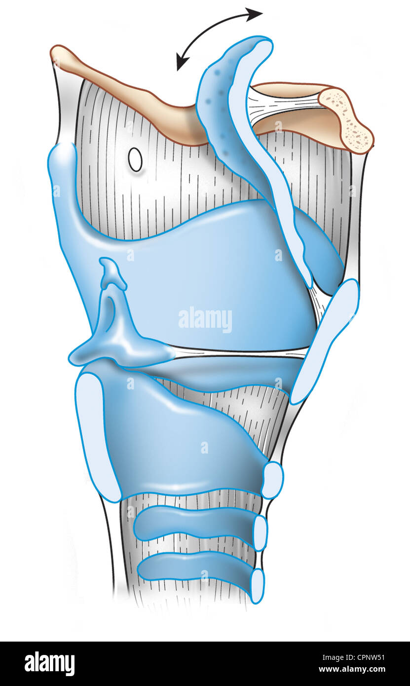 Faringe laringea Immagini senza sfondo e Foto Stock ritagliate - Alamy