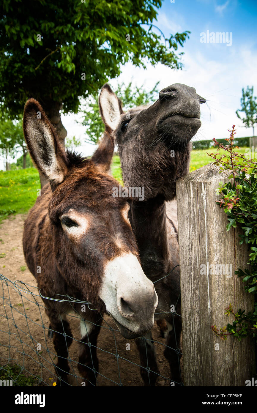 Due asini immagini e fotografie stock ad alta risoluzione - Alamy