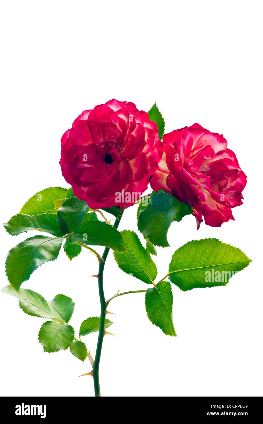 Due rose rosse immagini e fotografie stock ad alta risoluzione - Alamy