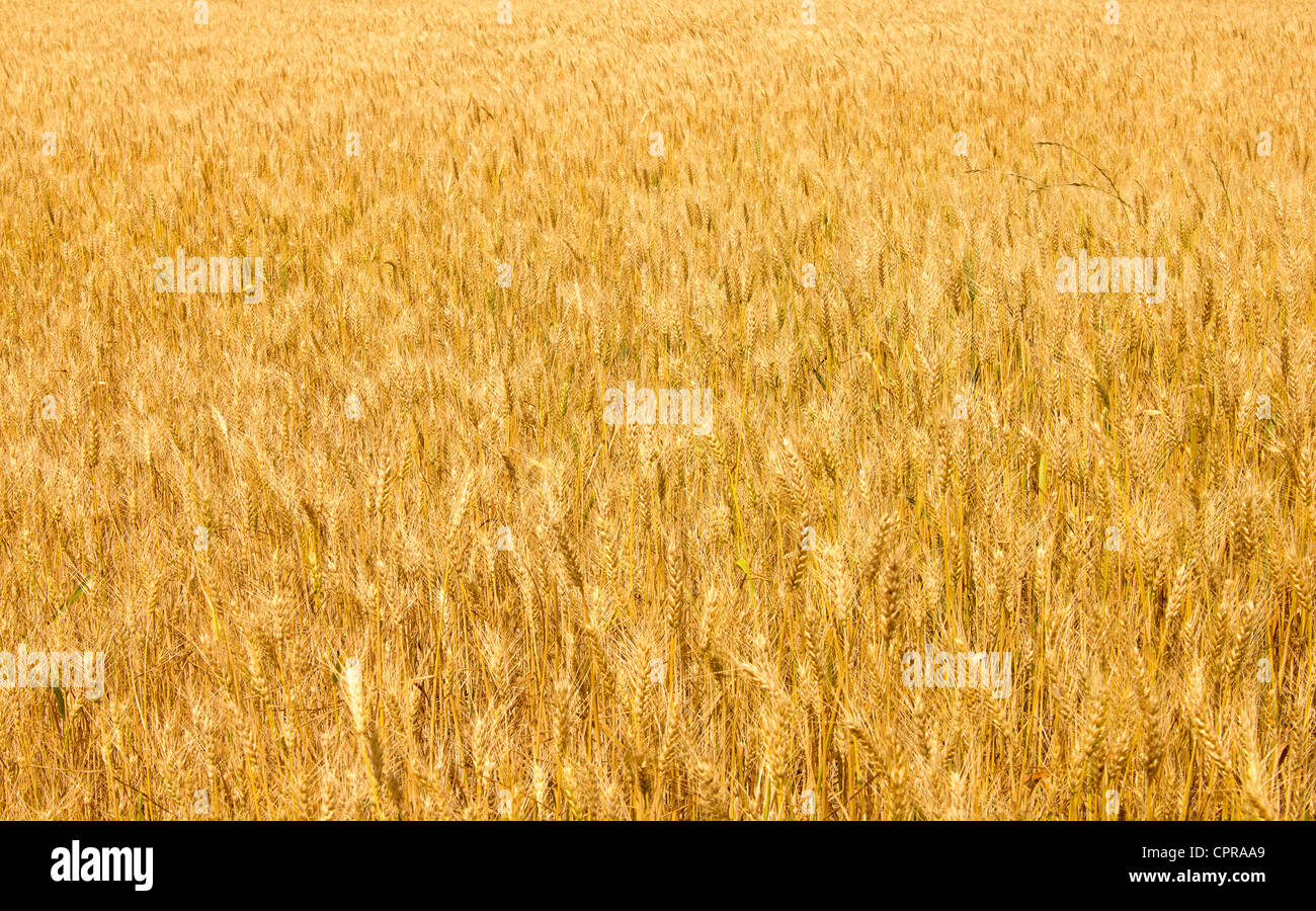 Il campo di grano immagini e fotografie stock ad alta risoluzione - Alamy