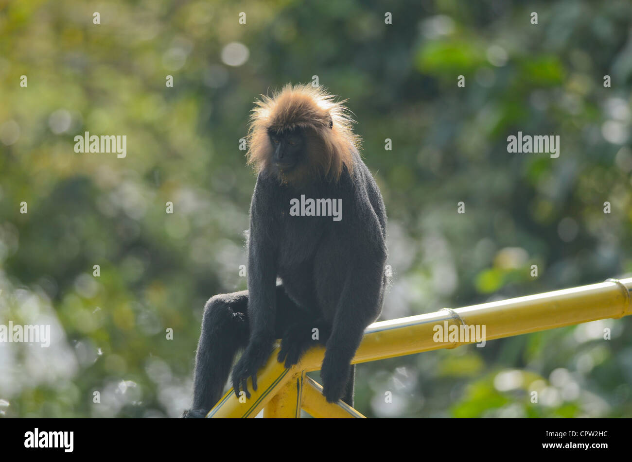 Trachypithecus johnii nilgiri langur immagini e fotografie stock ad ...