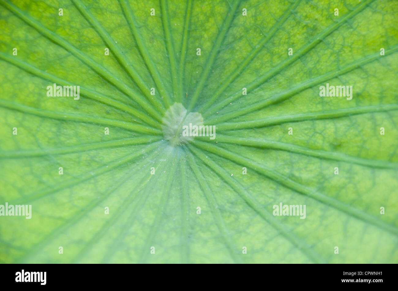 Sfondo texture foglia immagini e fotografie stock ad alta risoluzione ...