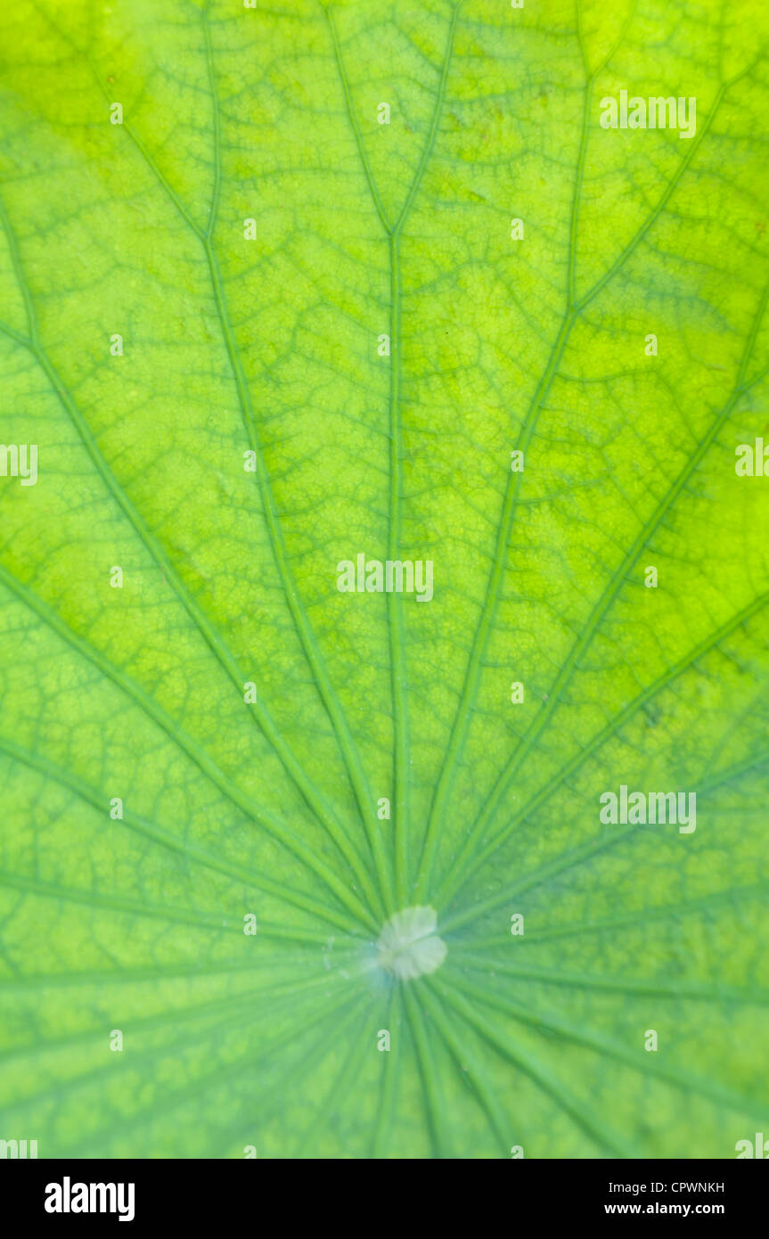 Sfondo texture foglia immagini e fotografie stock ad alta risoluzione ...