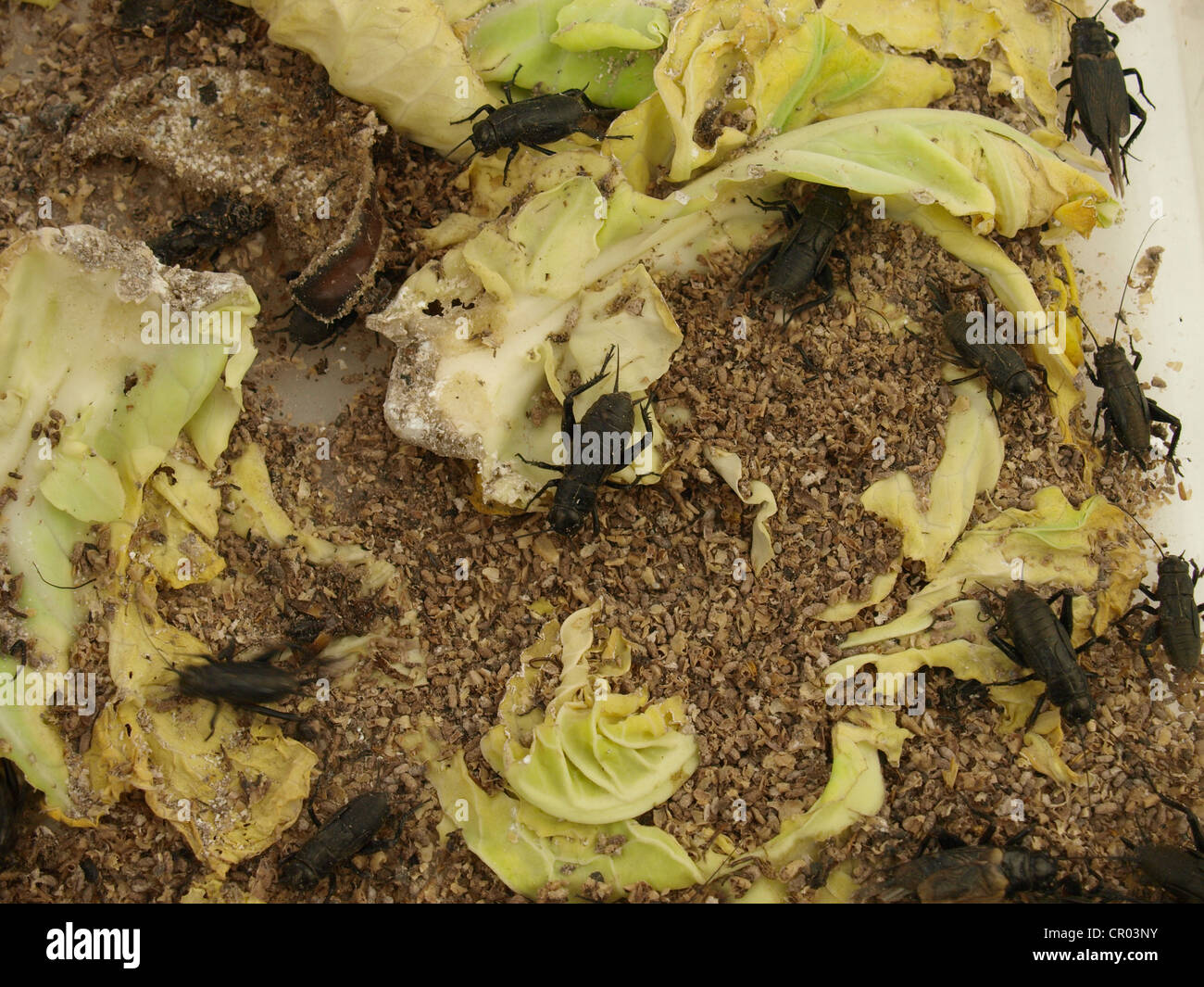 Grilli neri immagini e fotografie stock ad alta risoluzione - Alamy