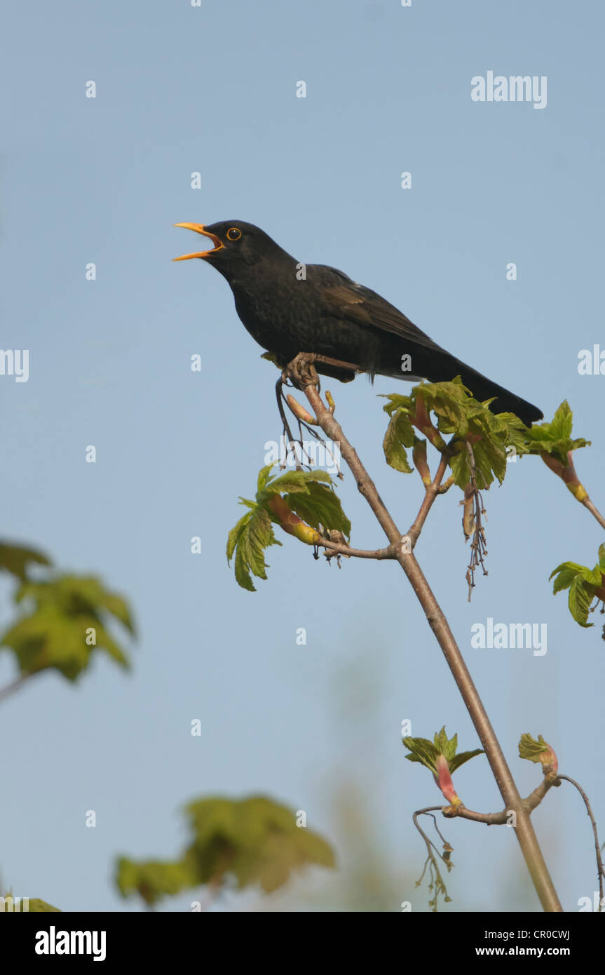 Primavera merlo immagini e fotografie stock ad alta risoluzione - Alamy