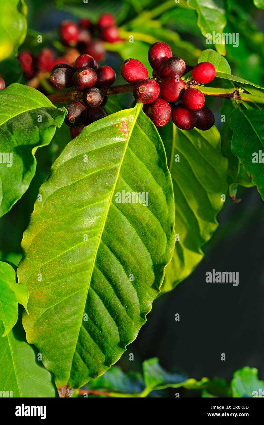 Il ramo di una pianta del caffè (Coffea arabica) con frutti maturi Foto ...